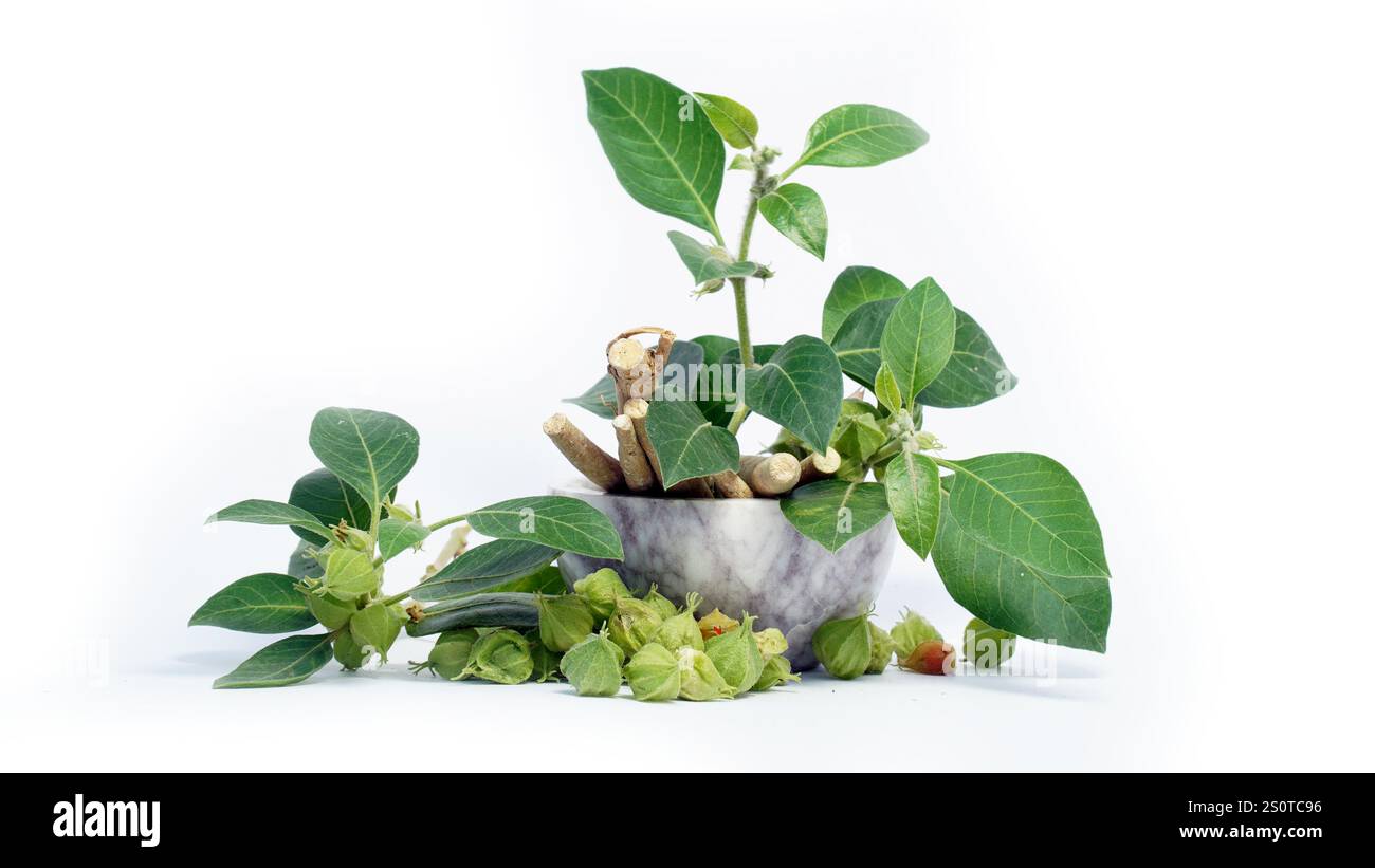 Ashwagandha Dry Root Medicinal Herb with Fresh Leaves, also known as ...
