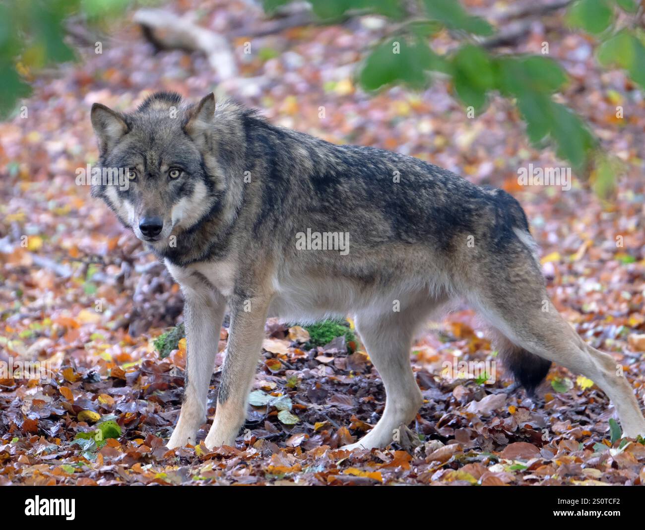 Wolf-Europaeischer Grauwolf in Deutschland in Aktion. Wolf-Grauwolf ...