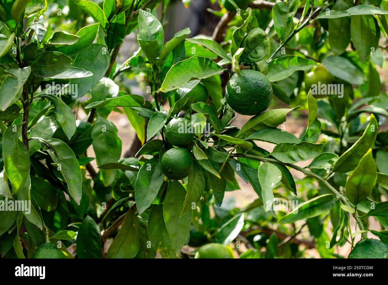 Avocado tree rainforest hi-res stock photography and images - Alamy