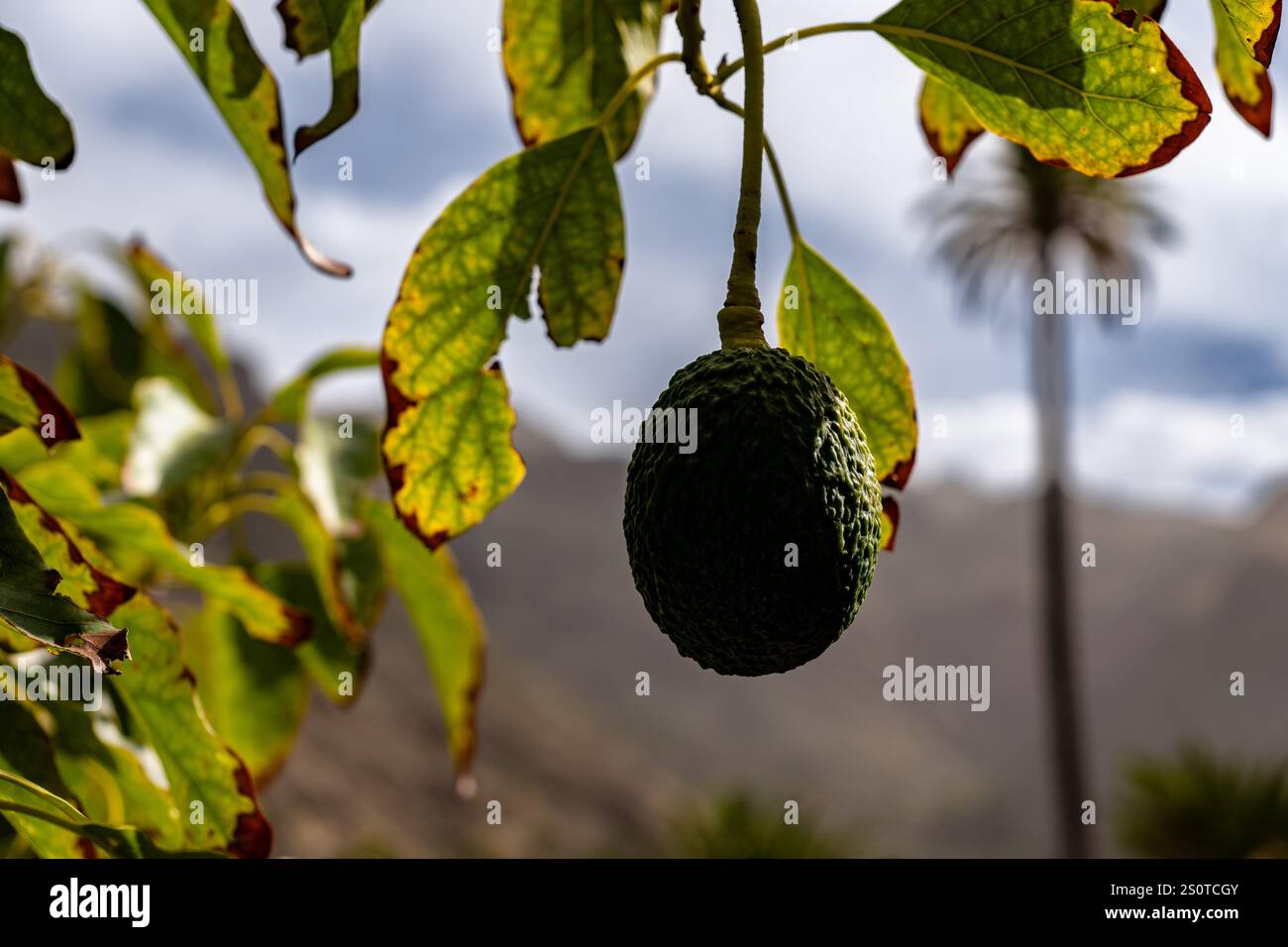 Avocado tree rainforest hi-res stock photography and images - Alamy