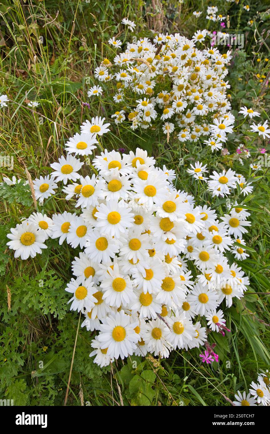 Lots of Leucanthemum vulgare, commonly known as the ox-eye daisy, bloom ...