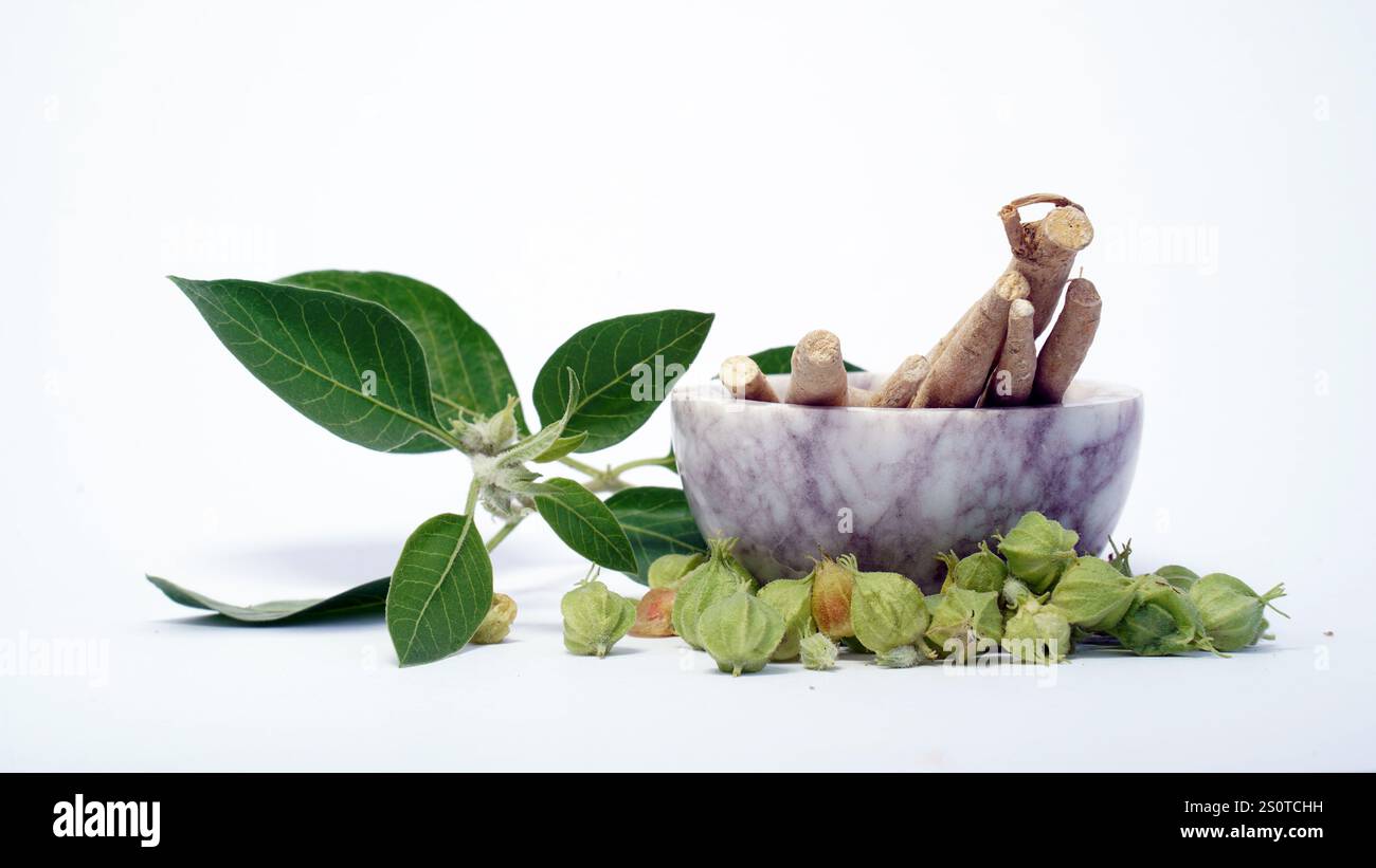 Immunity booster plant, Withania somnifera, known commonly as ...