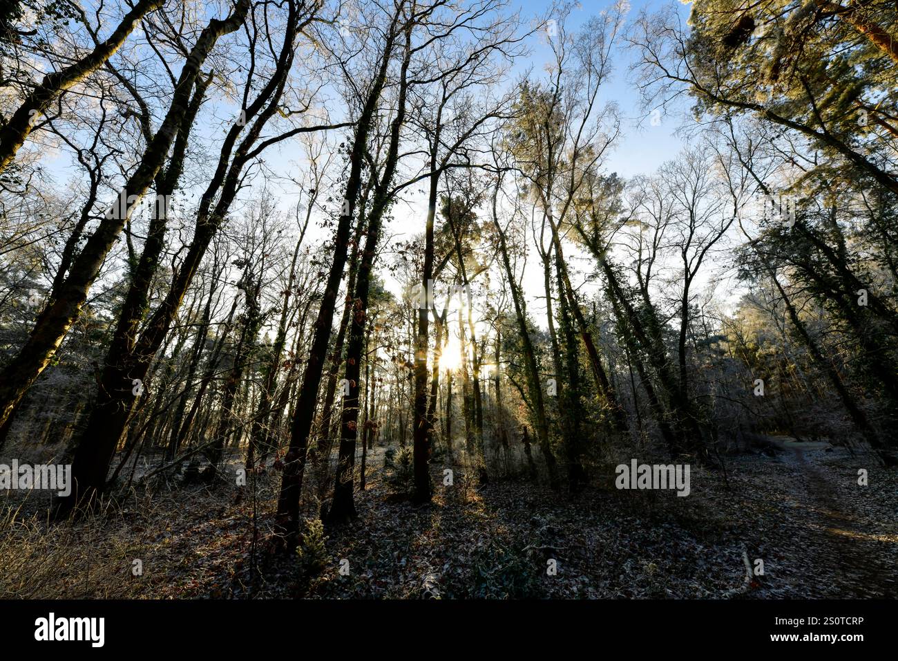 Winter im Wald Frost und Raureif haben den Winterwald fest im Griff ...