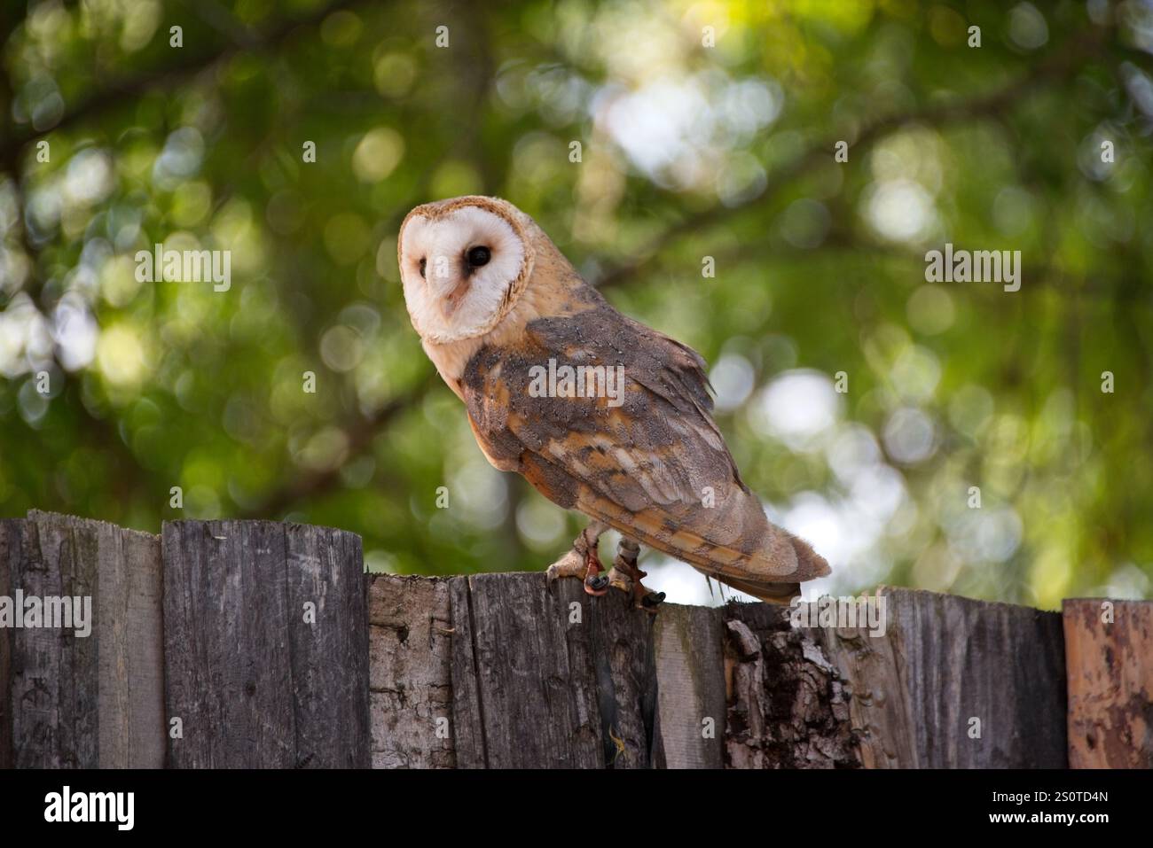 Barn Owl (Tyto Alba) whole body view Stock Photo - Alamy