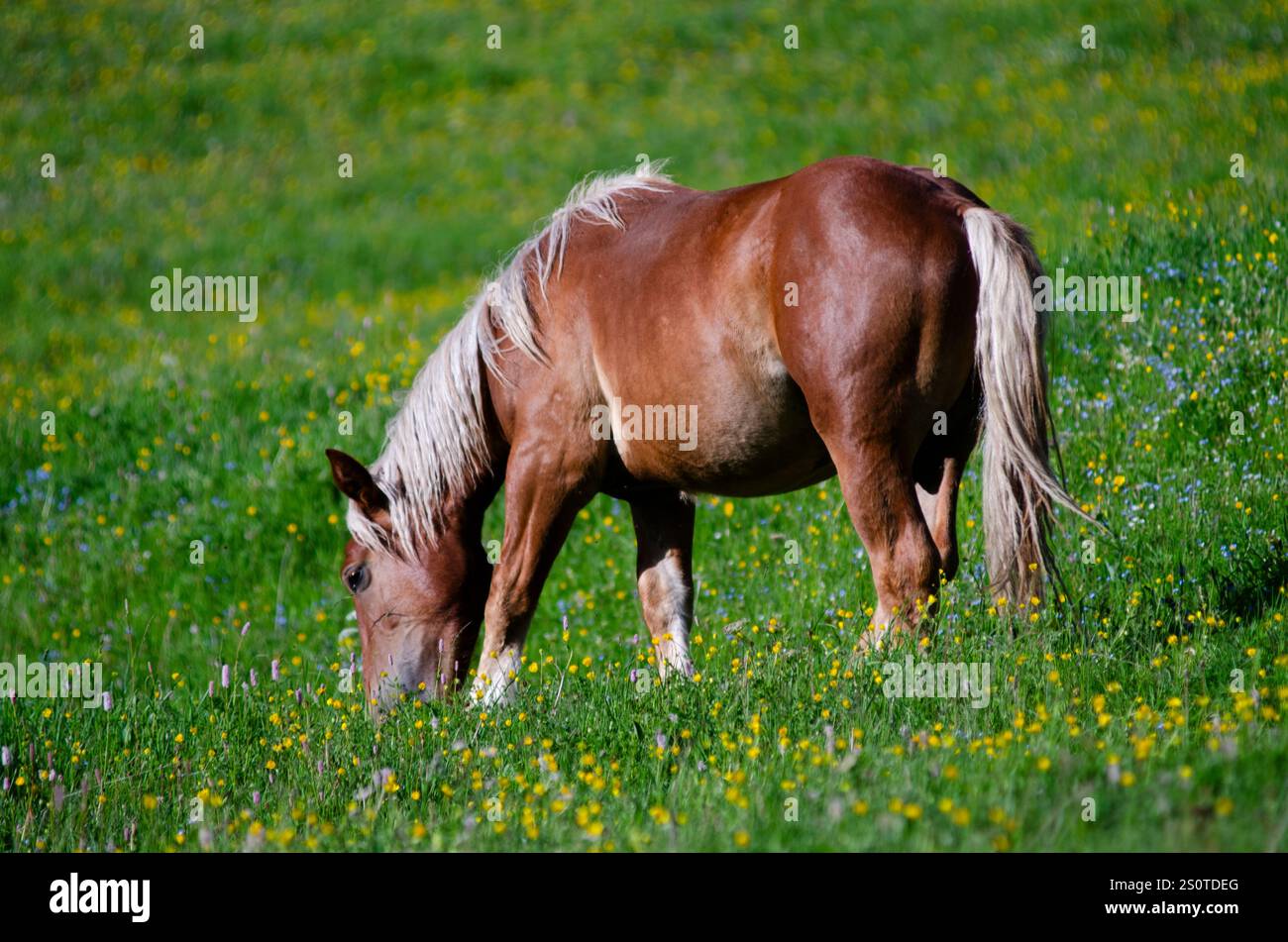 Tor Valley is located at the L'Alt Pirineu Nature Park. Lleida ...