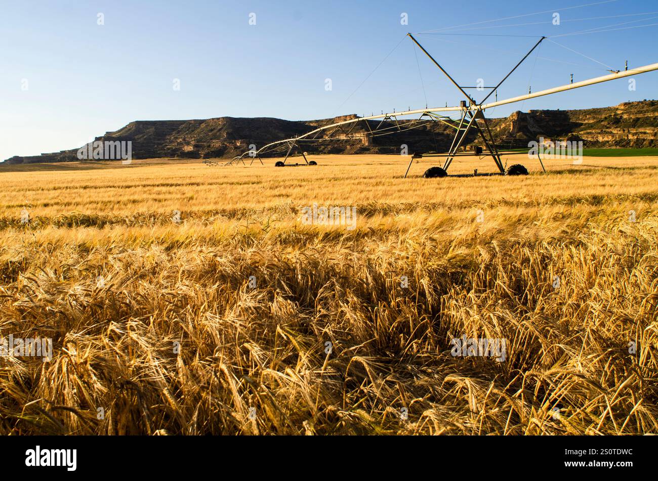 Wheat fields in Monegros agriculture. Spring. Aragon. Spein Stock Photo ...
