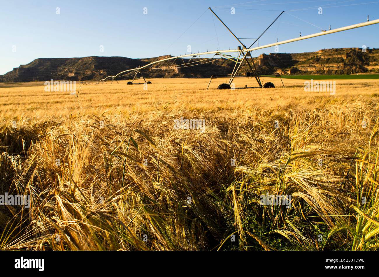 Wheat fields in Monegros agriculture. Spring. Aragon. Spein Stock Photo ...