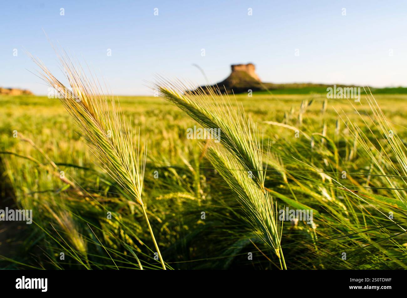Wheat fields in Monegros agriculture. Spring. Aragon. Spein Stock Photo ...