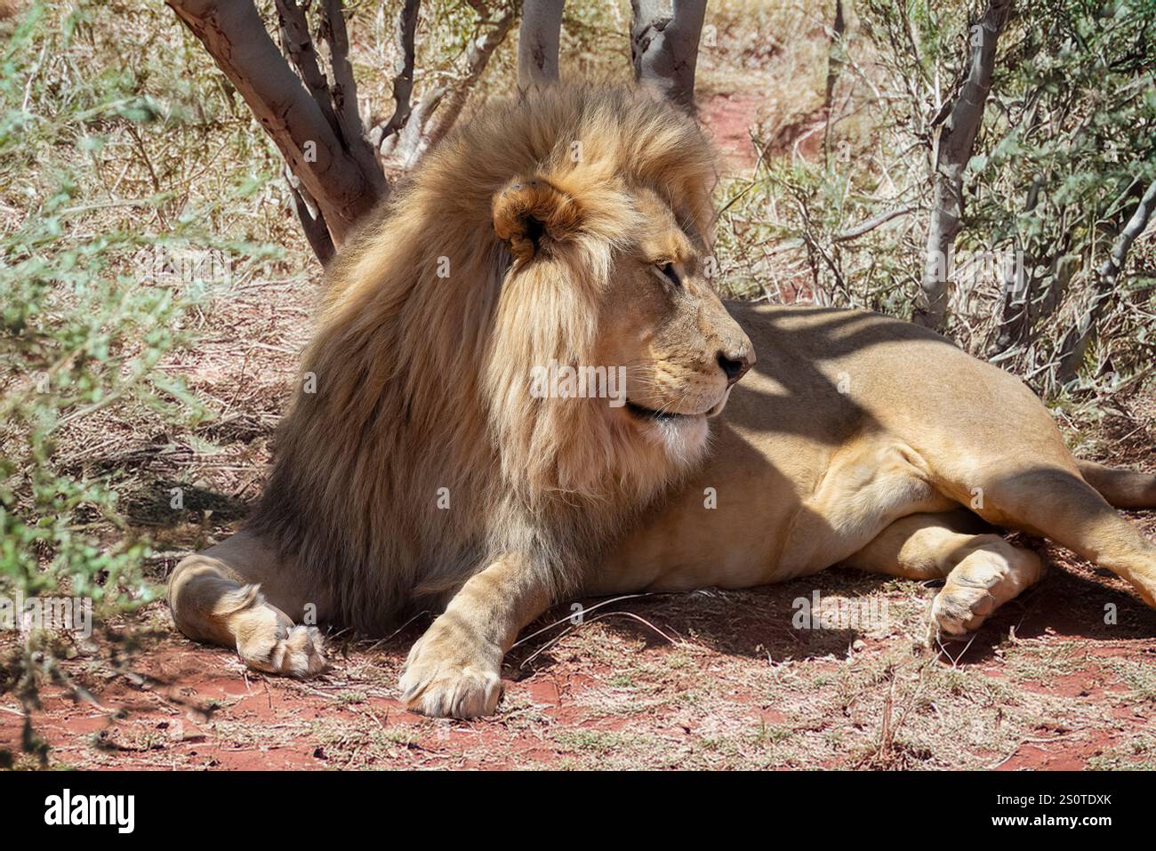Majestic wild male Lion and mane in Aquila Game Reserve, near Cape Town ...