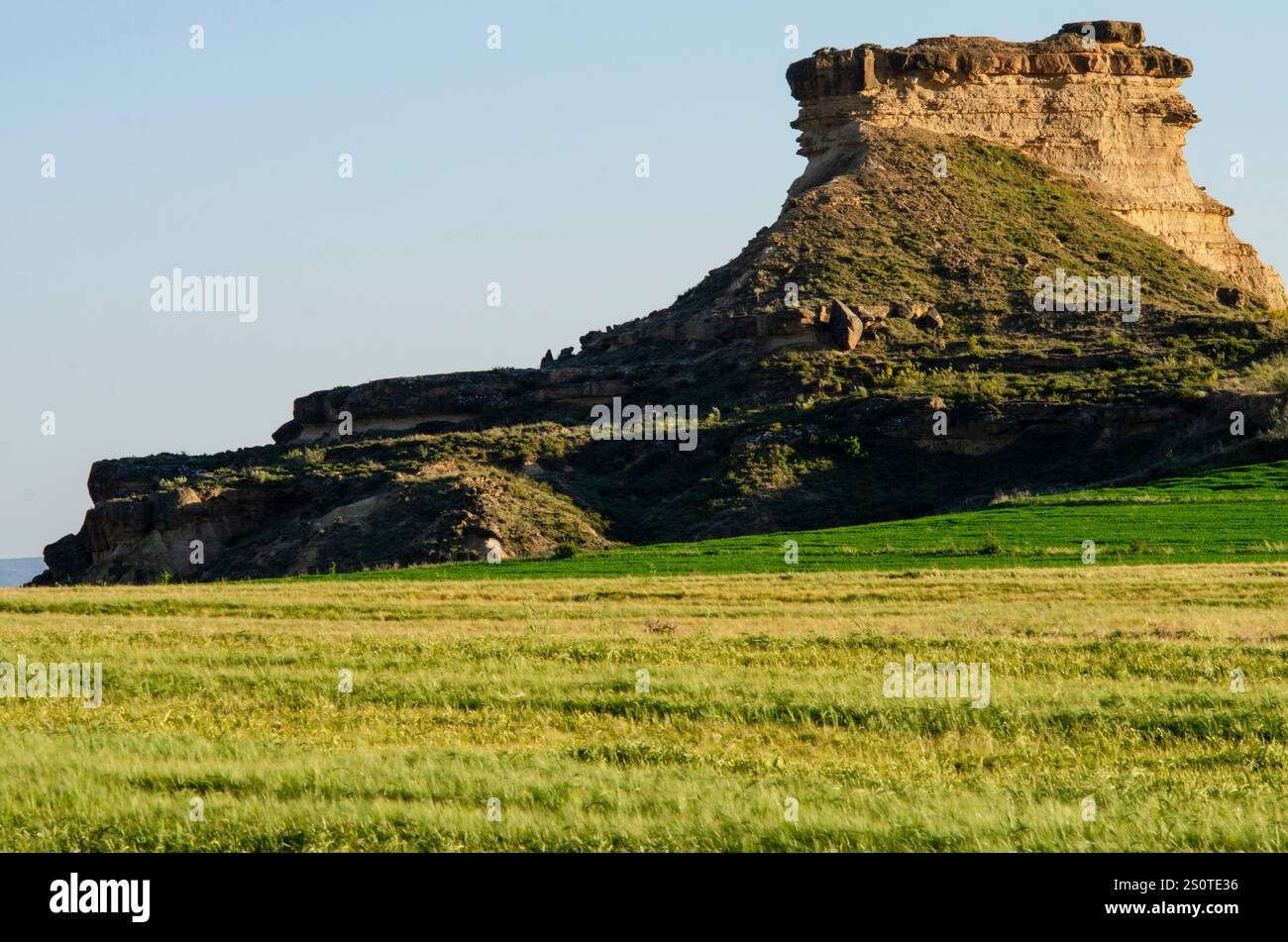 Wheat fields in Monegros agriculture. Spring. Aragon. Spein Stock Photo ...