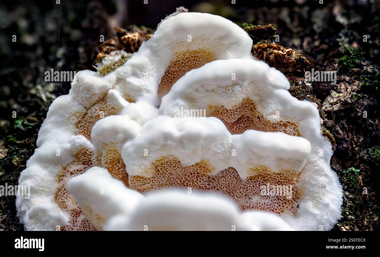 Beautiful closeup of Gloeoporus dichrous known as Gelatinous-pored ...