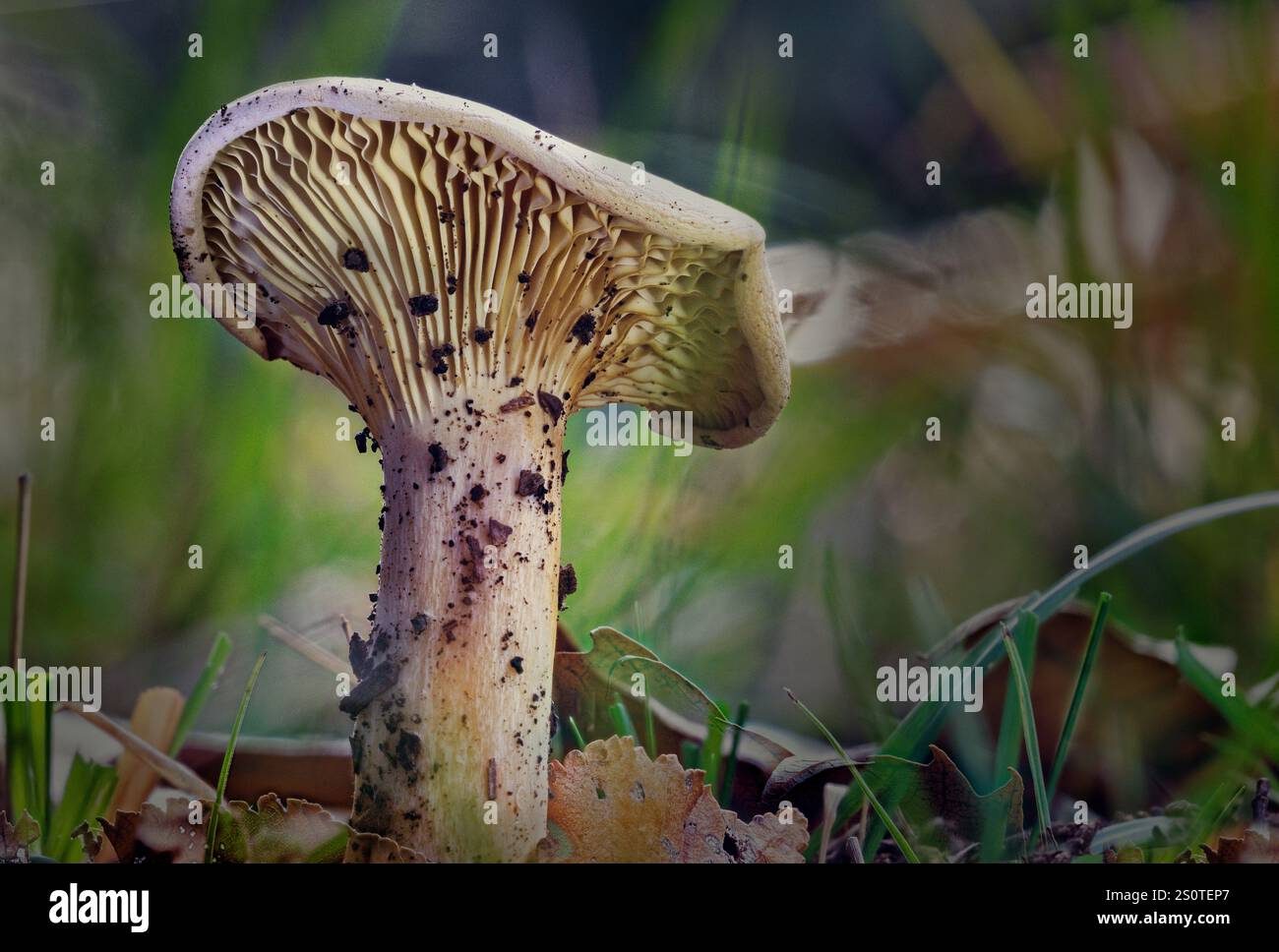 Paxillus involutus, commonly known as the brown roll-rim, or poison pax ...