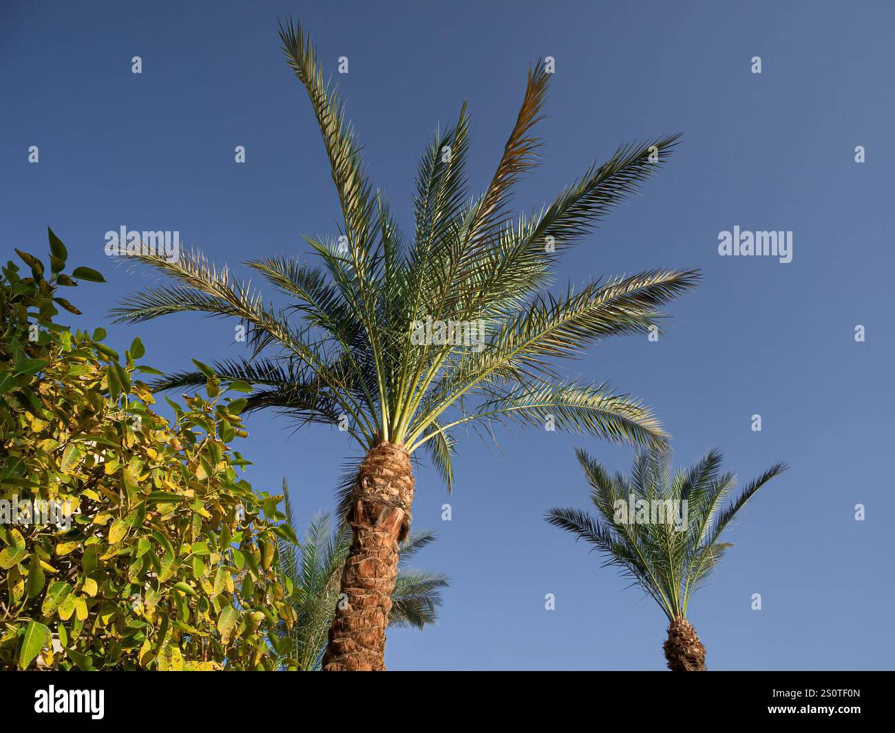 Moving palm trees hi-res stock photography and images - Alamy