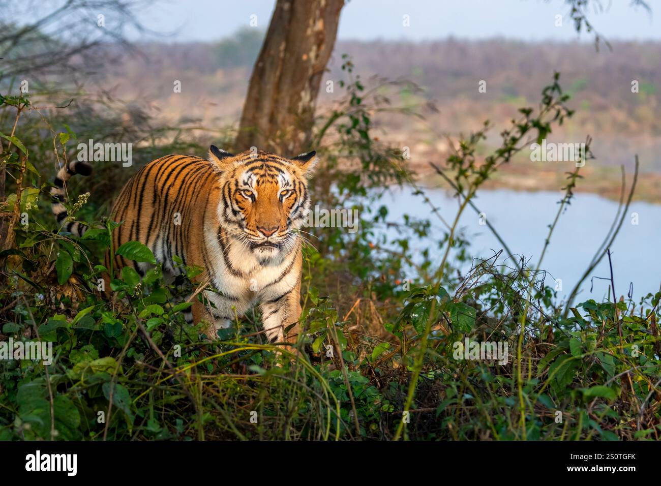 wild indian female tiger panthera tigris tigress closeup in morning ...
