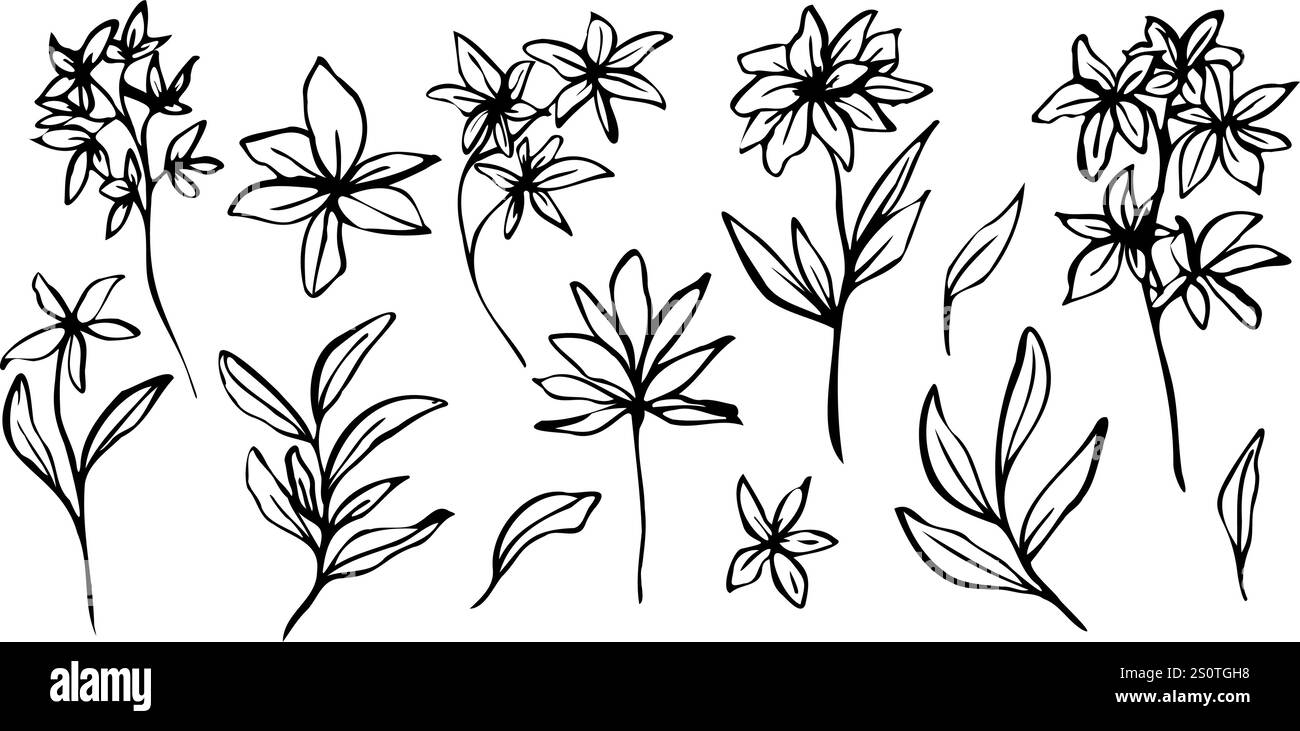 Minimalistic vector botanical illustration. hand drawn flowers and ...