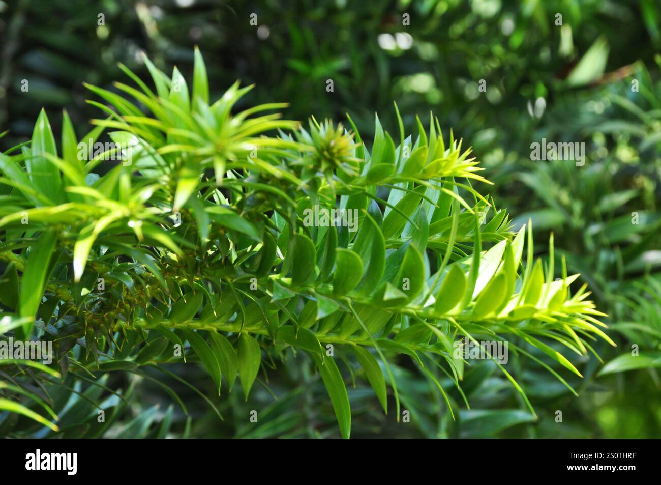 New leaves of Araucaria, a typical tree of Chile Stock Photo - Alamy