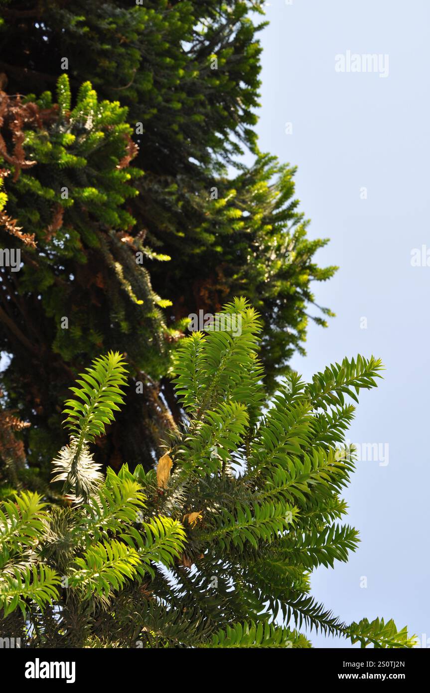 Araucaria, typical tree of Chile Stock Photo - Alamy