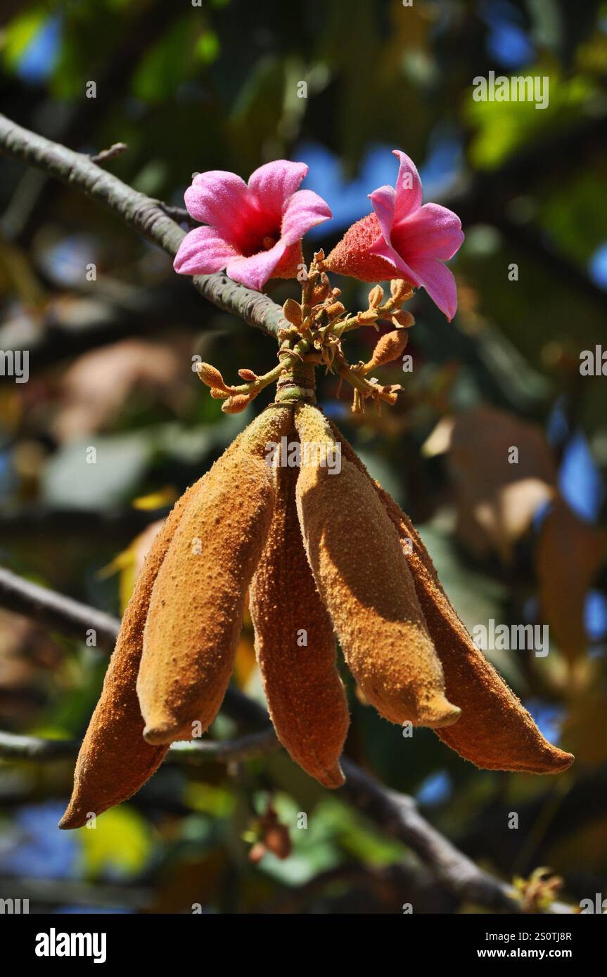 Brachychiton discolor, commonly known as the Lacebark Tree Stock Photo ...