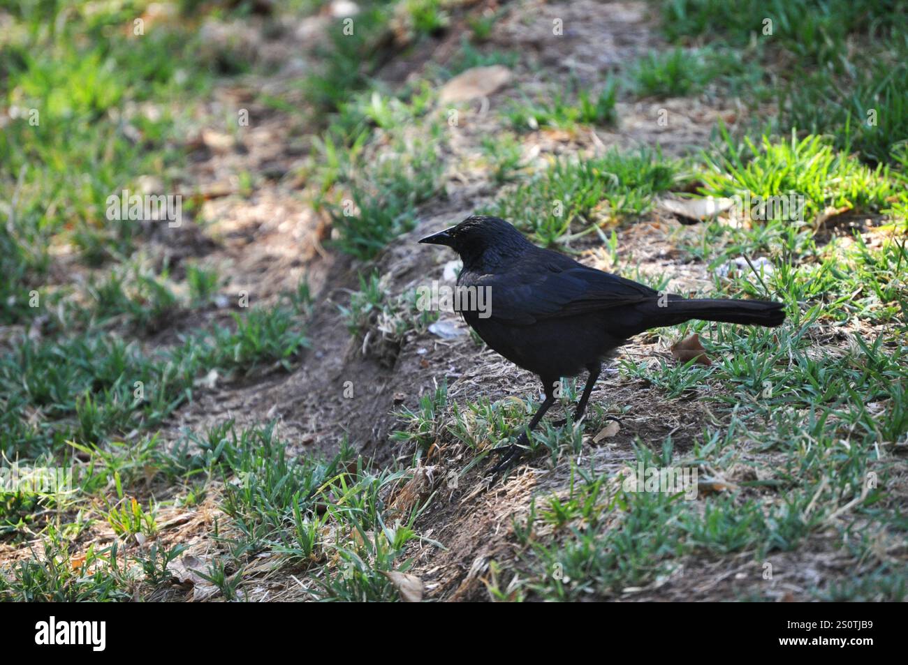 The black bush thrush in the grass Stock Photo - Alamy