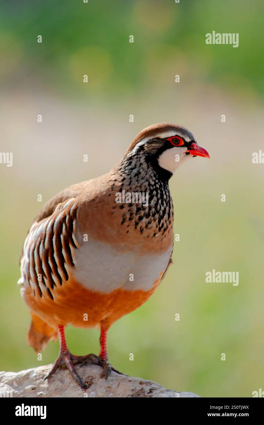 Tele roja hi-res stock photography and images - Alamy