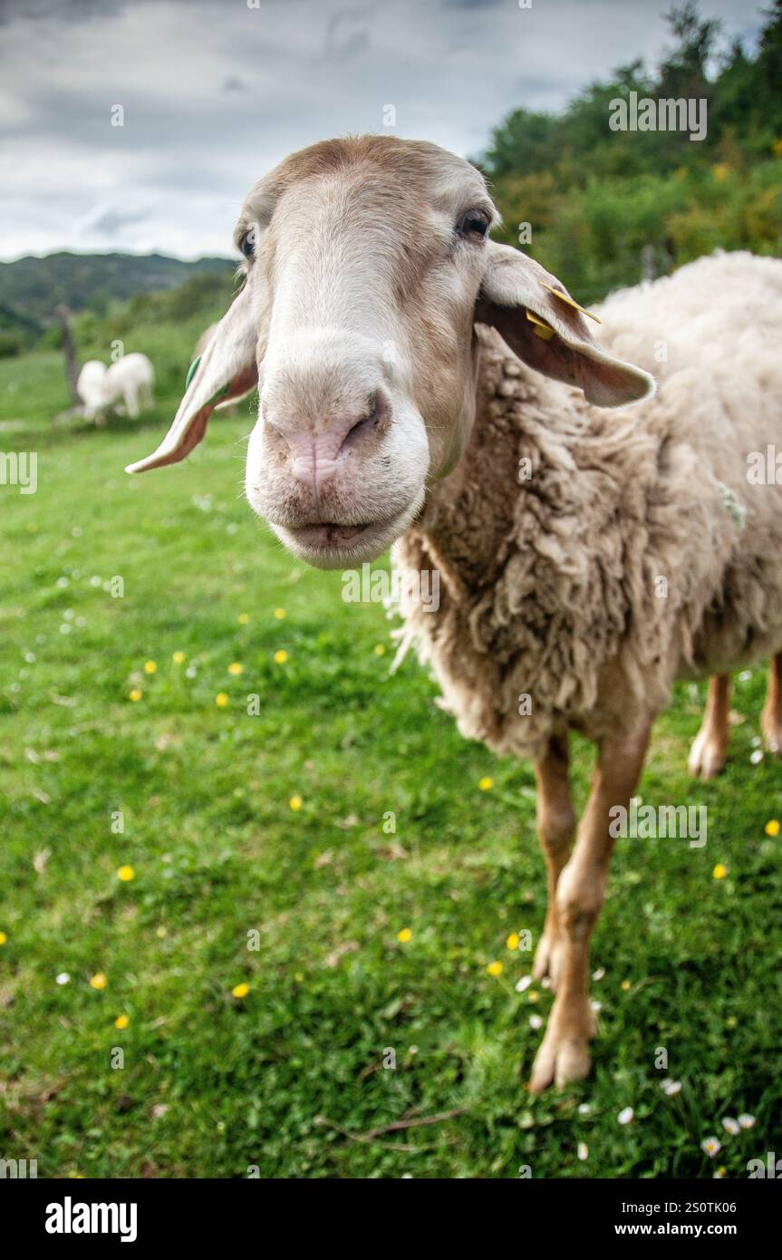 Raza de ganado ovino hi-res stock photography and images - Alamy