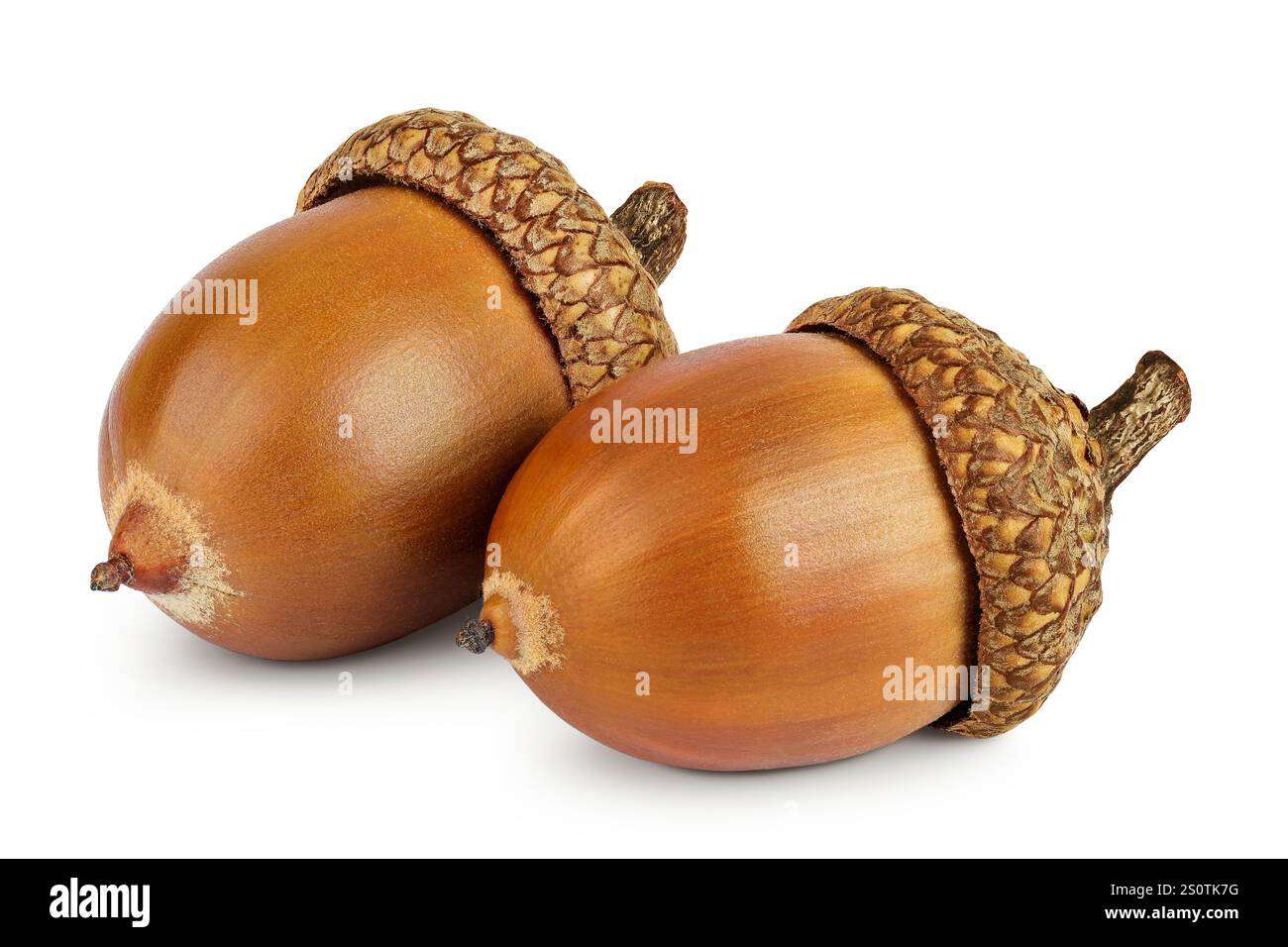 Brown acorn oak nut isolated on white background Stock Photo - Alamy