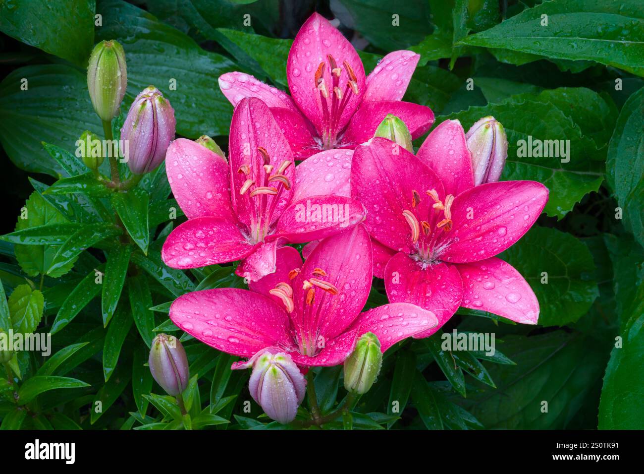 Pink lilies flower closeup hi-res stock photography and images - Alamy
