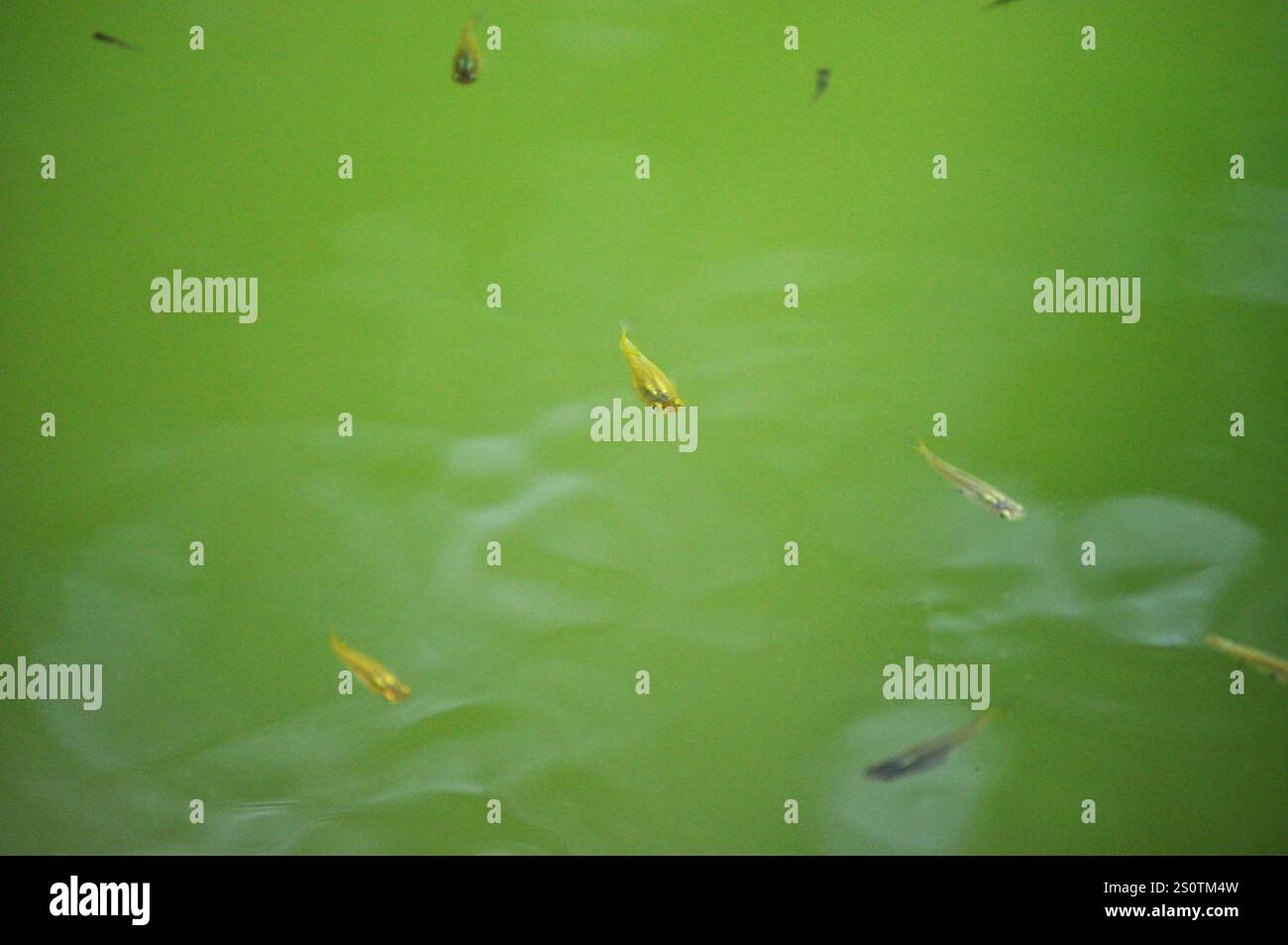 Small fish swimming in groups under the water of the lake Stock Photo ...