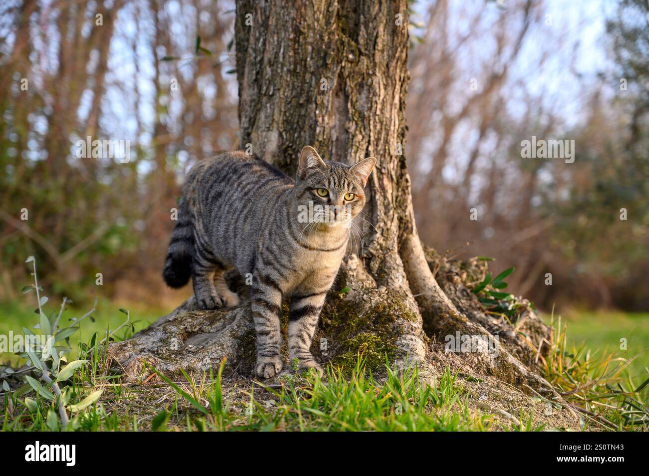 Brindle cat hi-res stock photography and images - Alamy