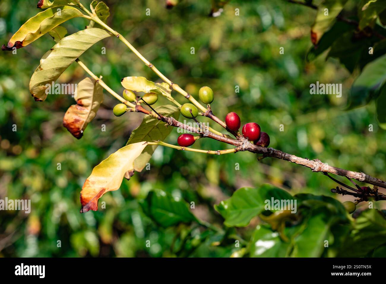 Geisha Cherries of arabica coffee growing at high attitude mountain ...
