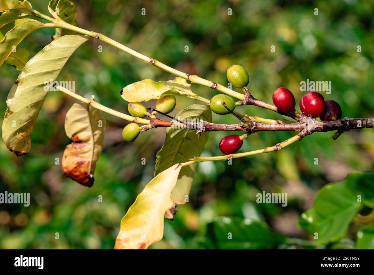 Geisha Cherries of arabica coffee growing at high attitude mountain ...