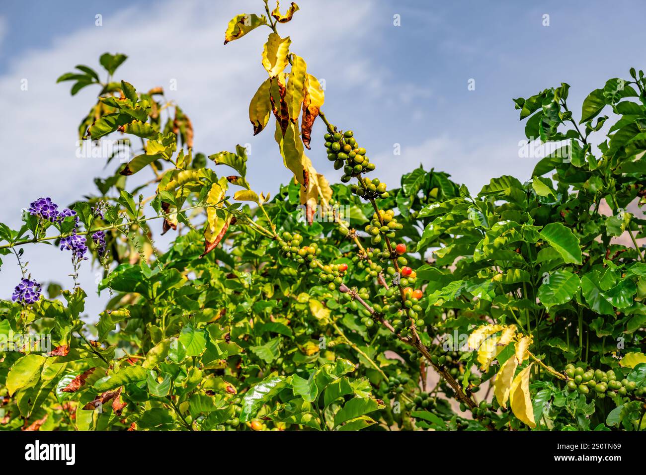 Geisha Cherries of arabica coffee growing at high attitude mountain ...