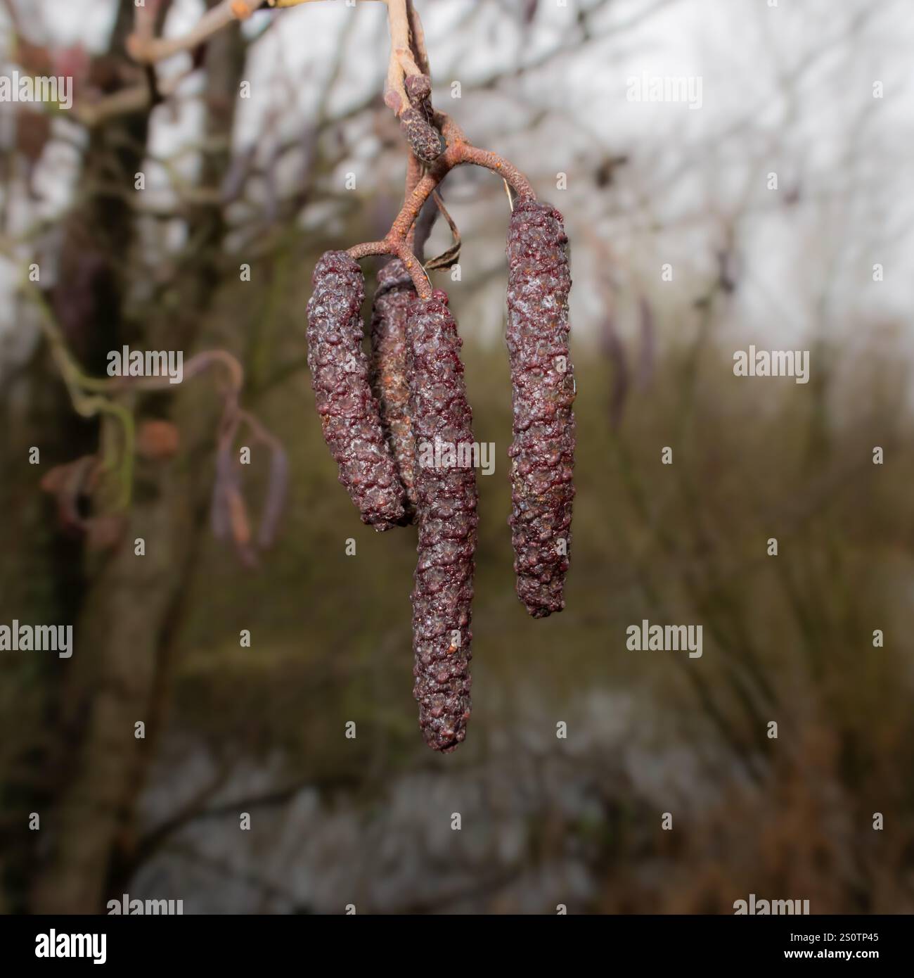 A close-up photo of Common Alder catkins, in late autumn, on a blurred ...