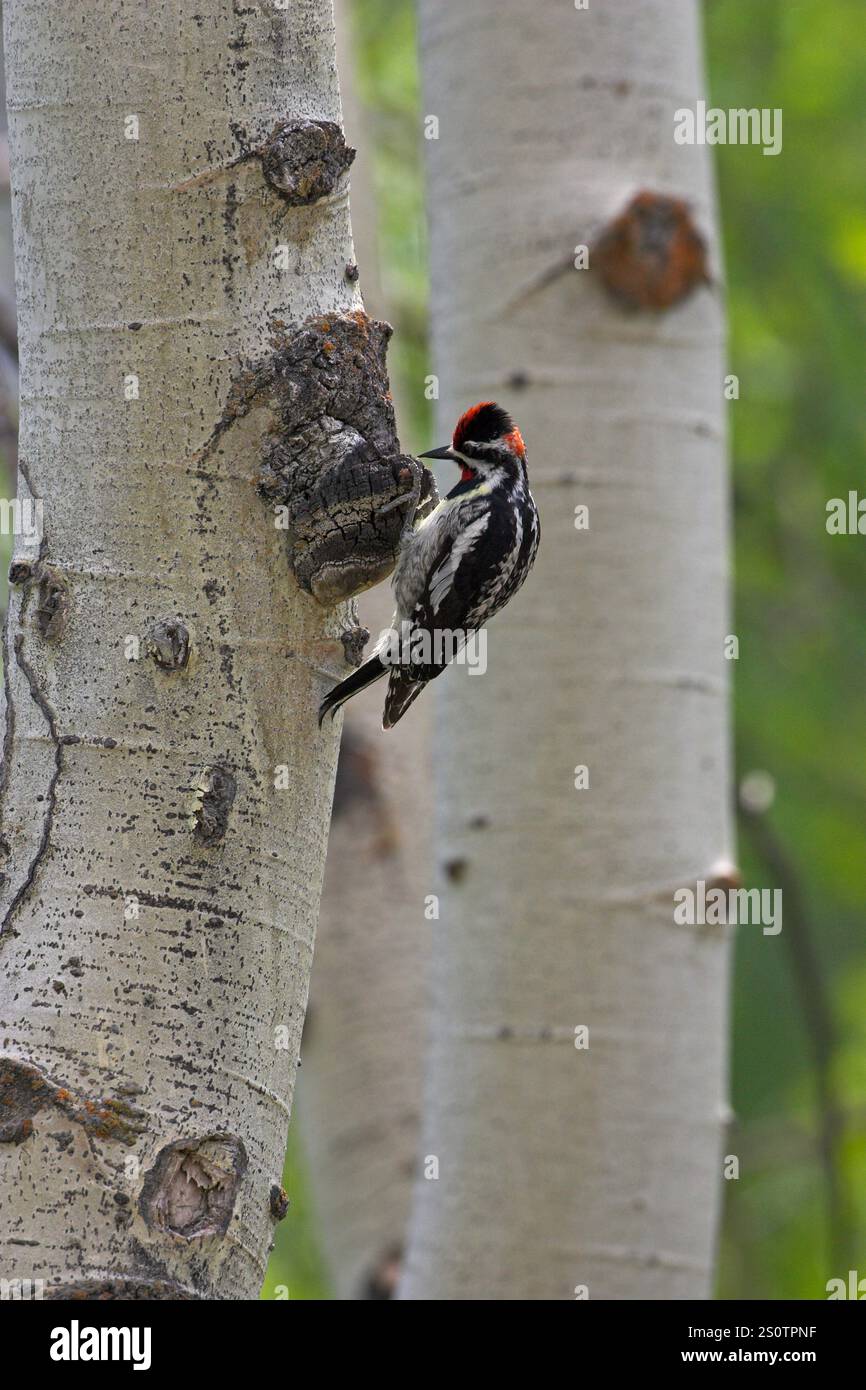 Red-naped sapsucker Sphyrapicus nuchalis male United States of America ...