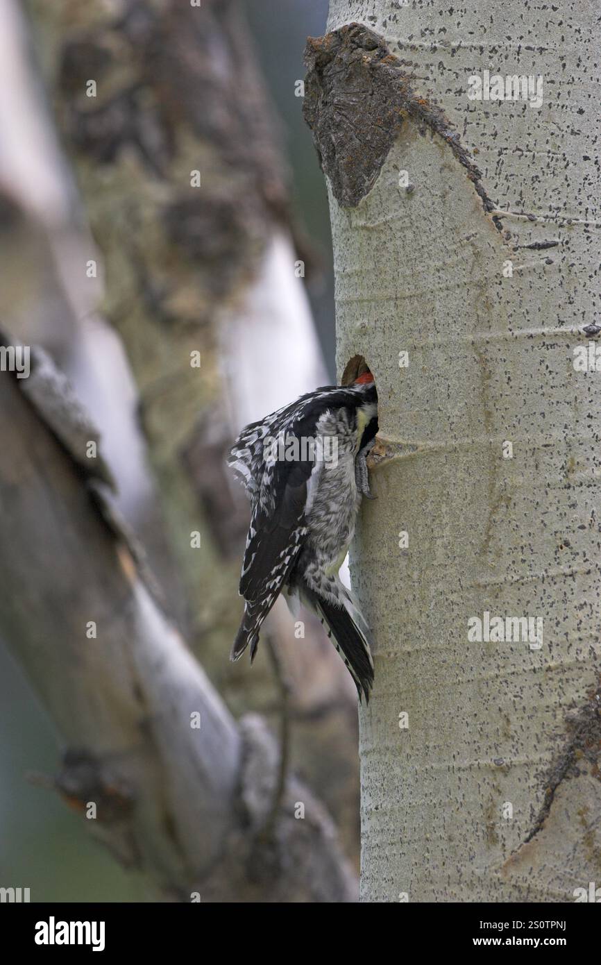 Red-naped sapsucker Sphyrapicus nuchalis male at nest hole United ...