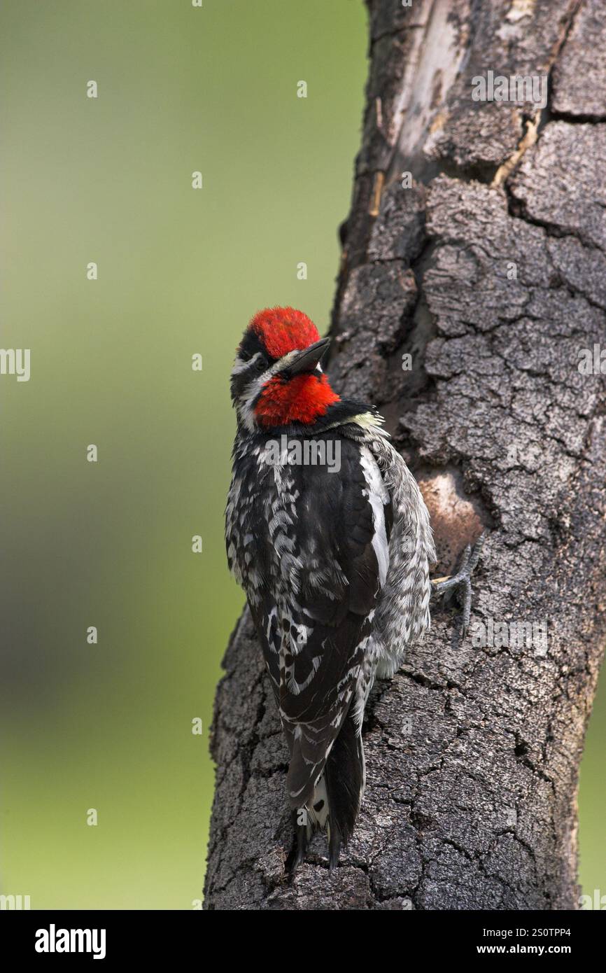 Red-naped sapsucker Sphyrapicus nuchalis male United States of America ...