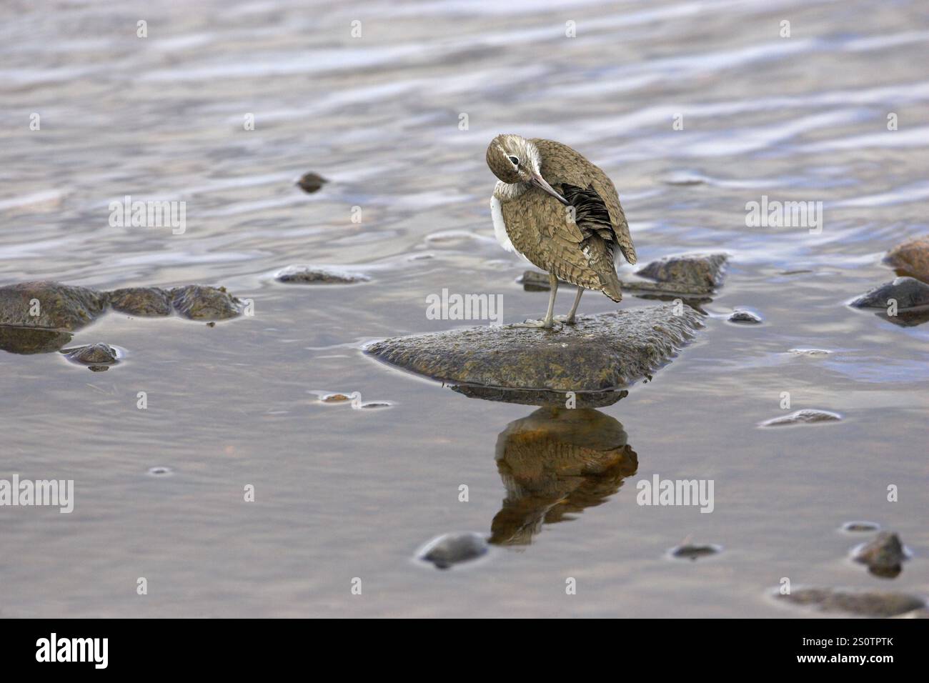 Common sandpiper Actitis hypoleucos Lochindorb Scotland Stock Photo - Alamy