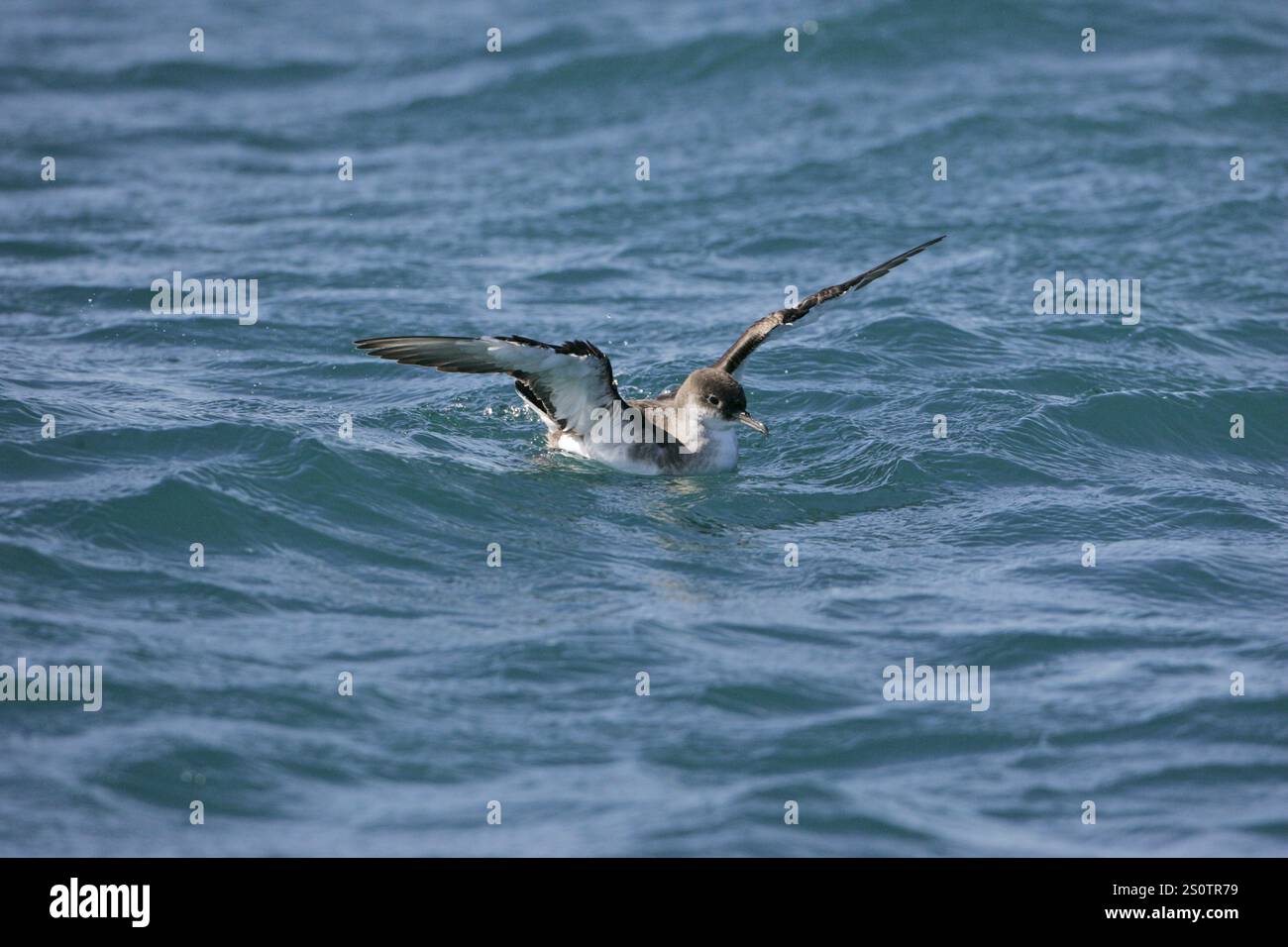Fluttering shearwater Puffinus gavia wing flapping on sea New Zealand ...