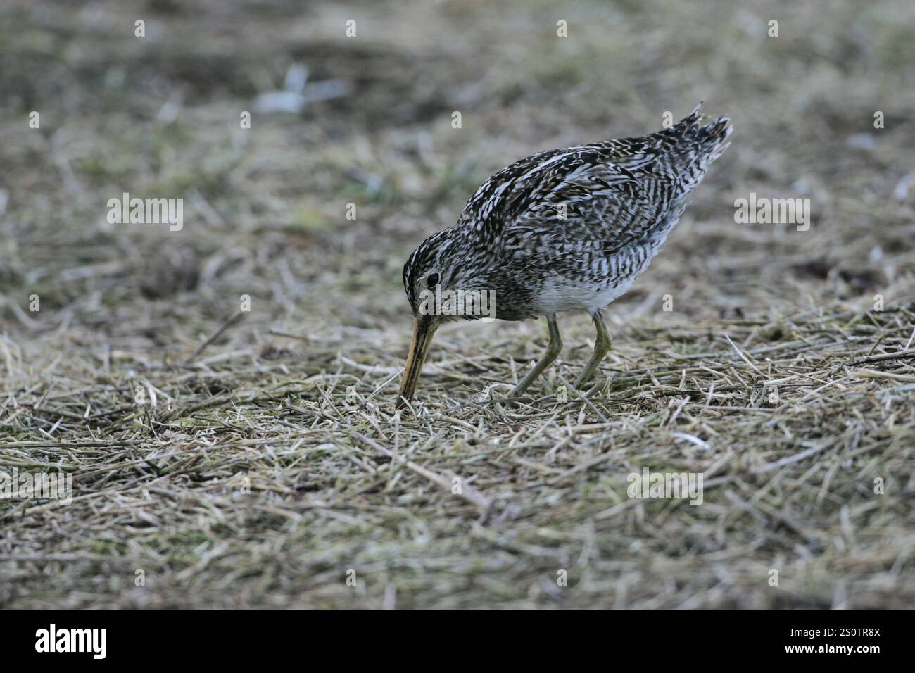 South American snipe Gallinago paraguaiae probing for food Falkland ...