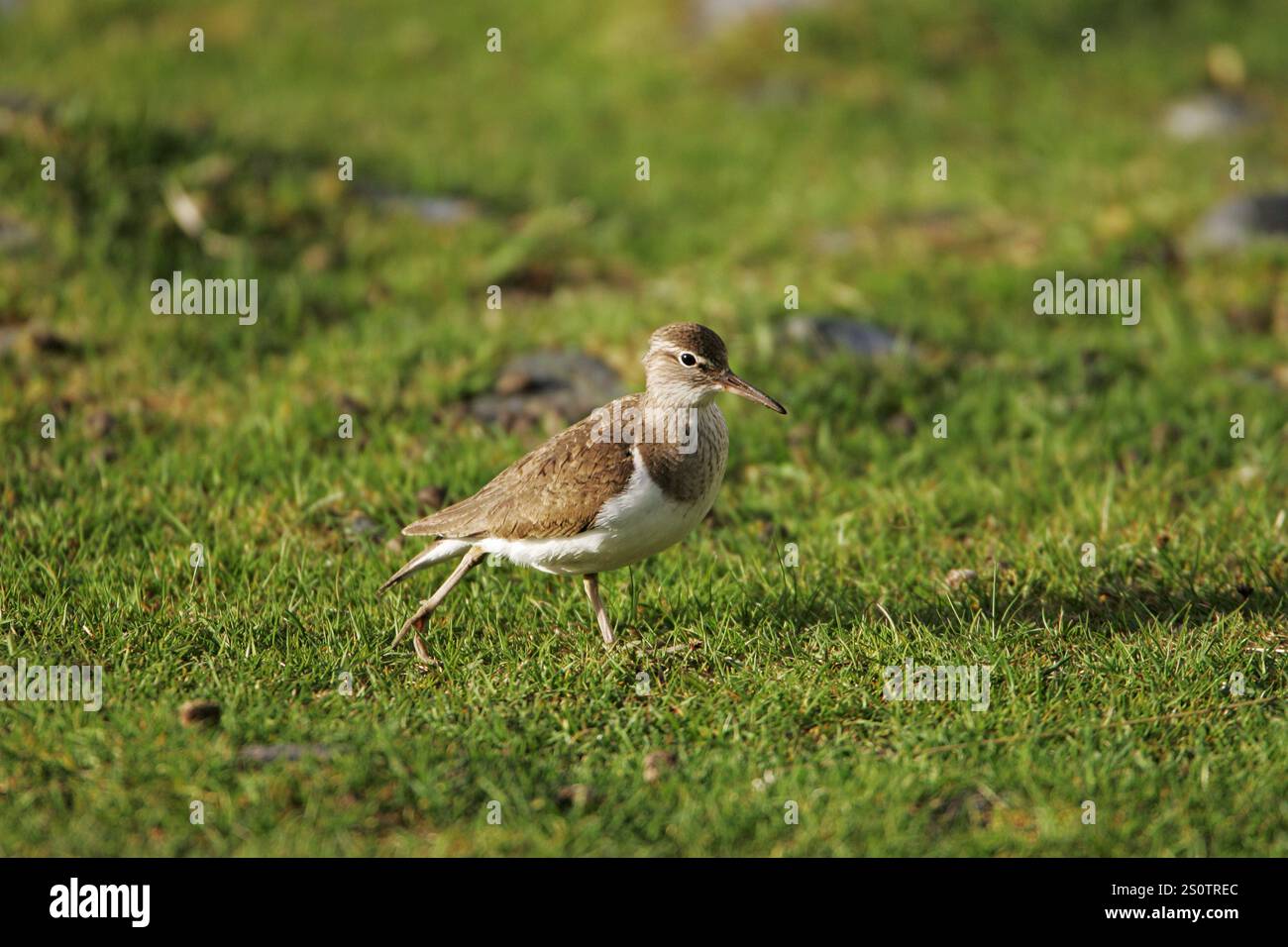 Common sandpiper Actitis hypoleucos on grassland close to Loch na Keal ...