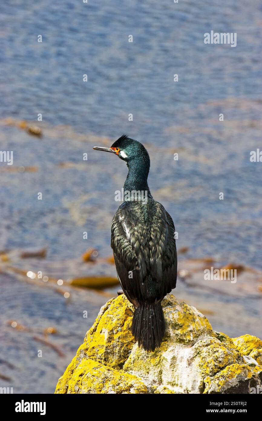 Rock shag Phalacrocorax magellanicus perched on rock Sea Lion Island ...
