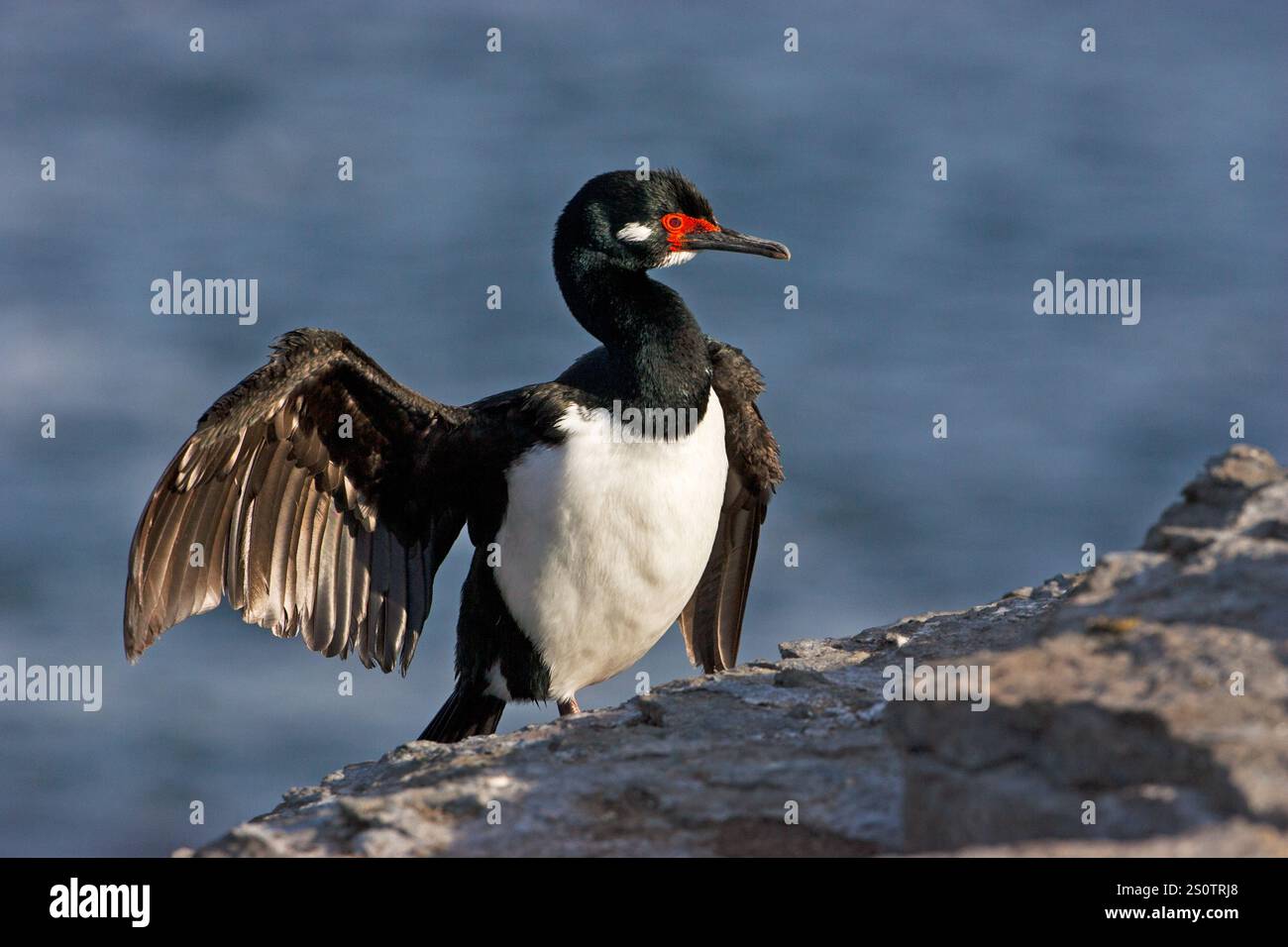 Rock shag Phalacrocorax magellanicus wing-drying Bleaker Island ...