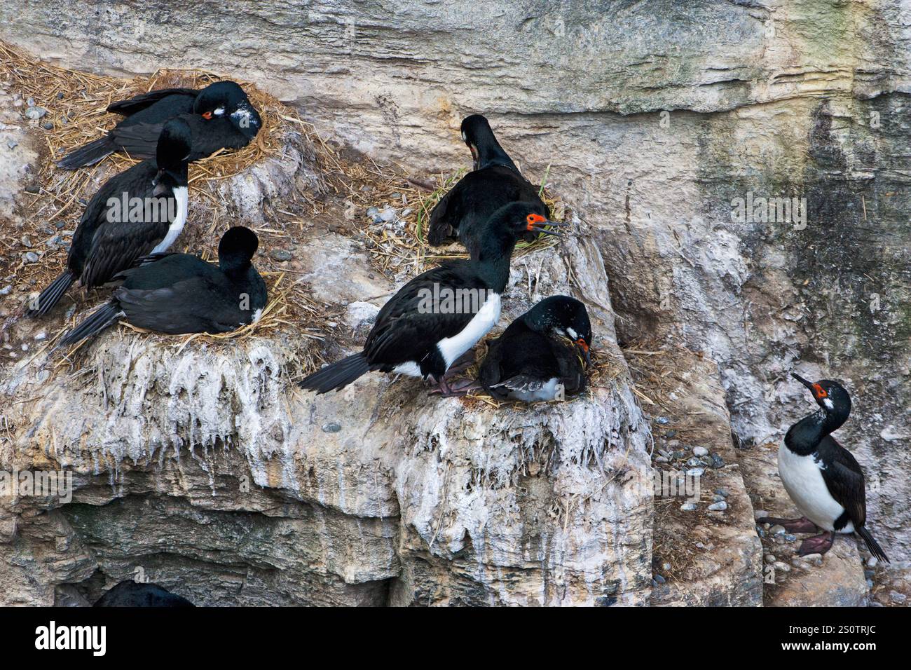 Rock shag Phalacrocorax magellanicus group at nesting colony on cliff ...