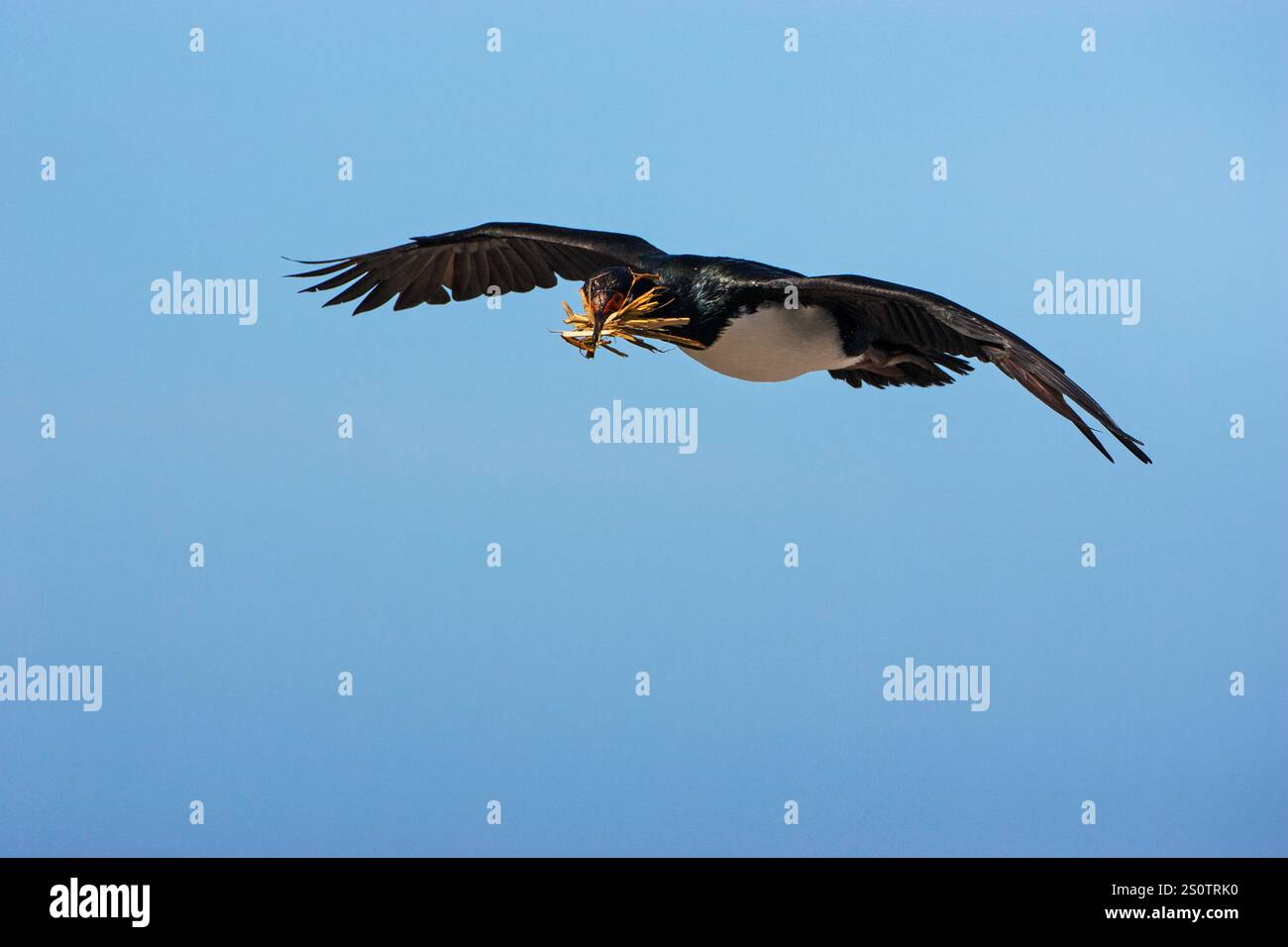 Rock shag Phalacrocorax magellanicus in flight with nesting material ...