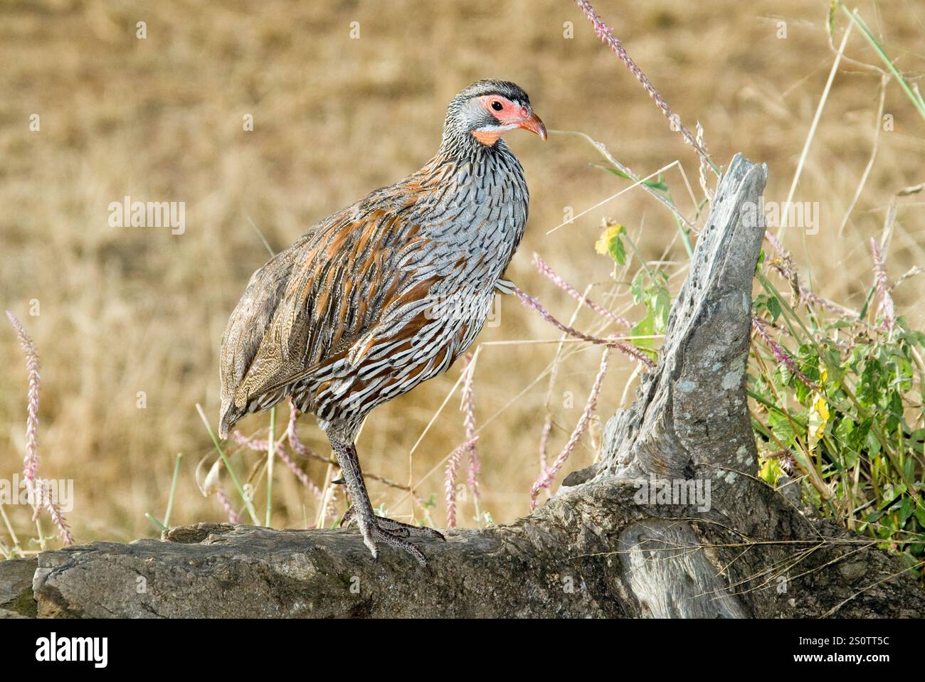 Grey-breasted francolin (Pternistis rufopictus) from Serengeti, Tanzania Stock Photo - Alamy