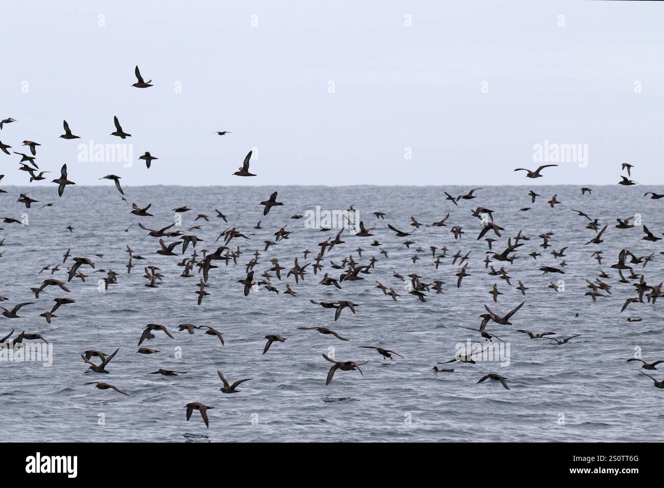 Sooty shearwater Puffinus griseus near the Falkland Islands Stock Photo ...