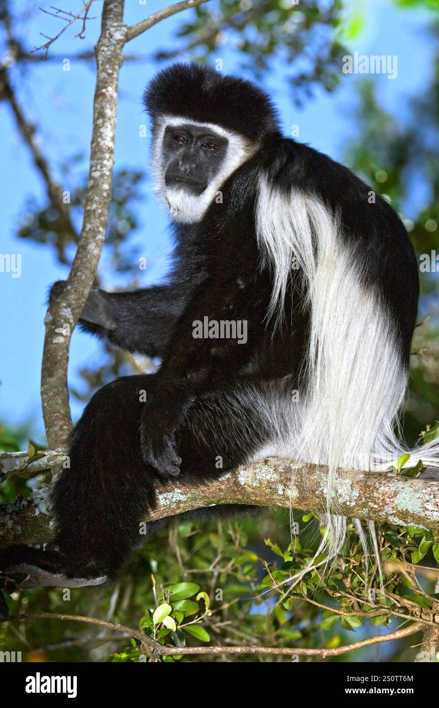 Eastern Black and White Colobus Monkey, (Colobus guereza,). Photo from ...