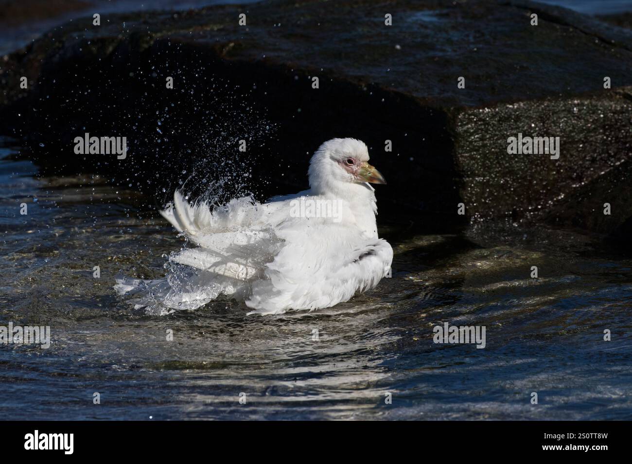 Pale-faced sheathbill Chionis albus bathing in a rock pool Bleaker ...