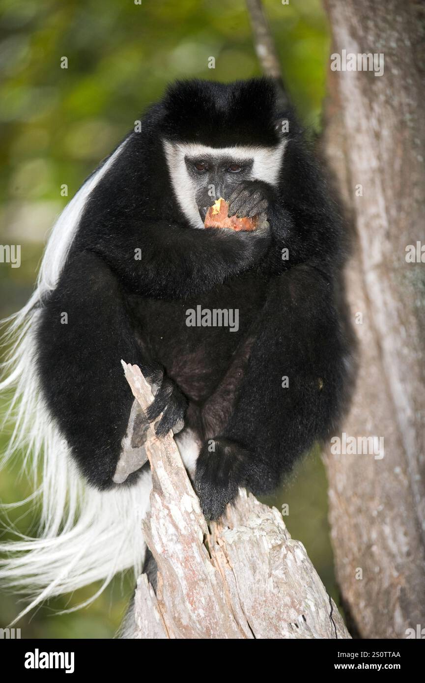 Eastern Black and White Colobus Monkey (Colobus guereza) feeding. Photo ...
