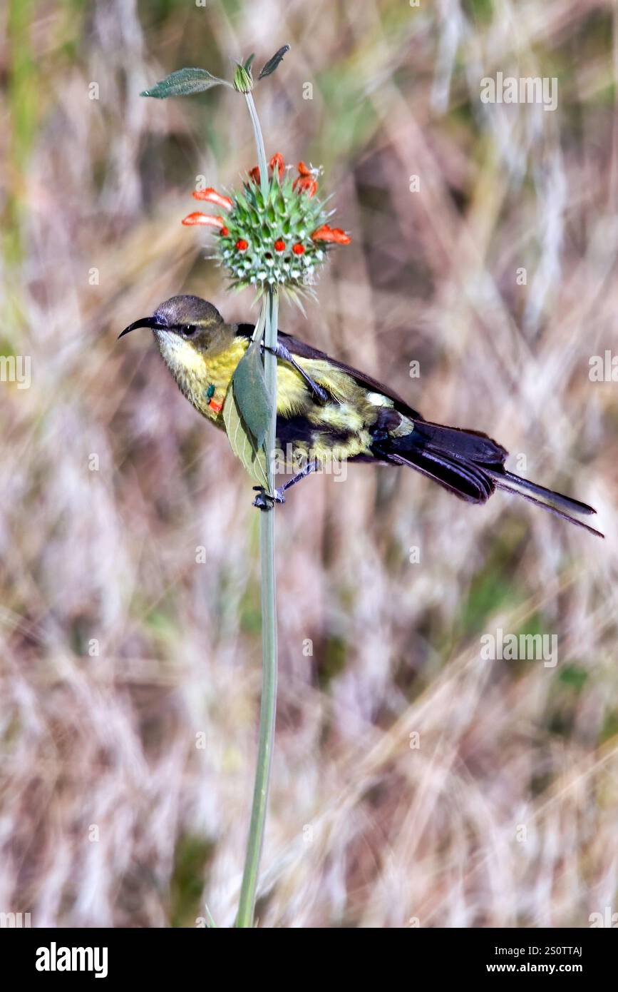 Cinnyris sp hi-res stock photography and images - Alamy